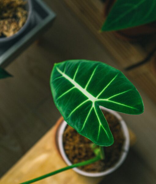 موبيدكو - Mobedco